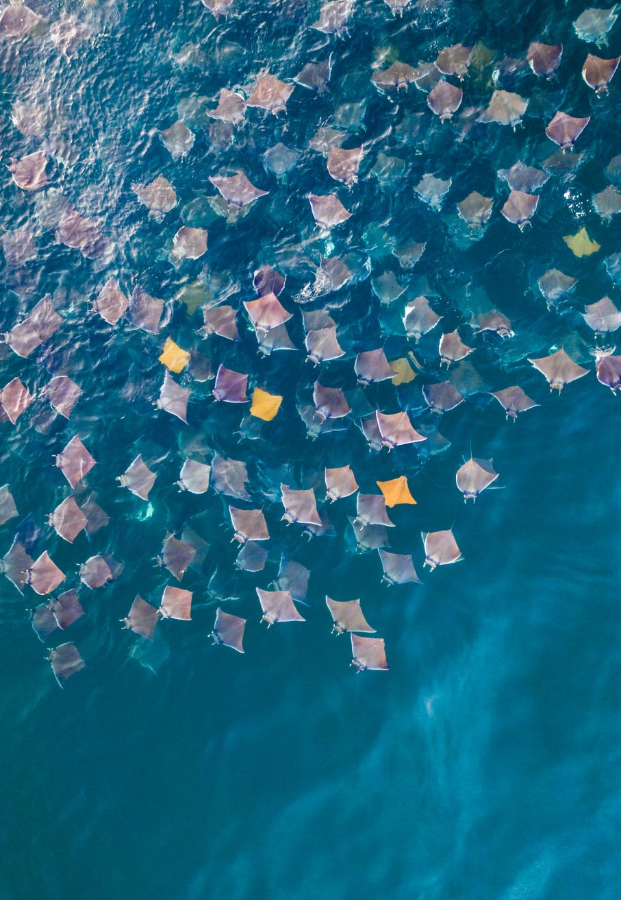Protecting Baja's devils: The conservation of Mexico’s mobula ray ...