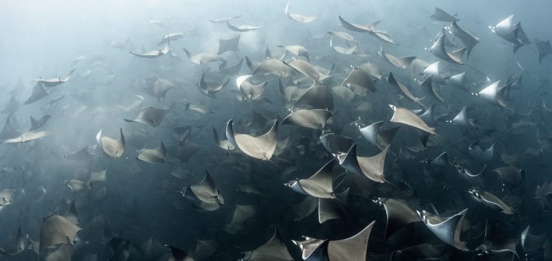Protecting Baja's devils: The conservation of Mexico’s mobula ray ...