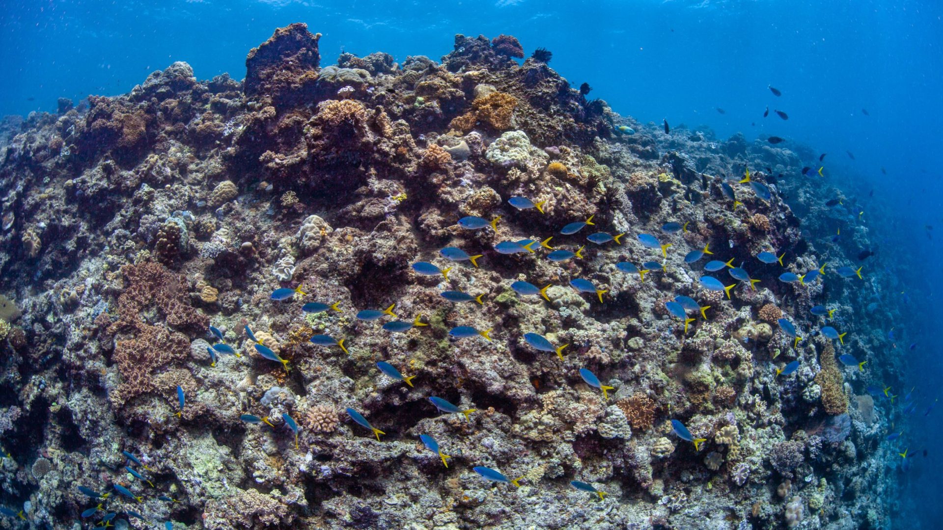 Coral loss leaves reefs with larger fish but low energy turnover ...