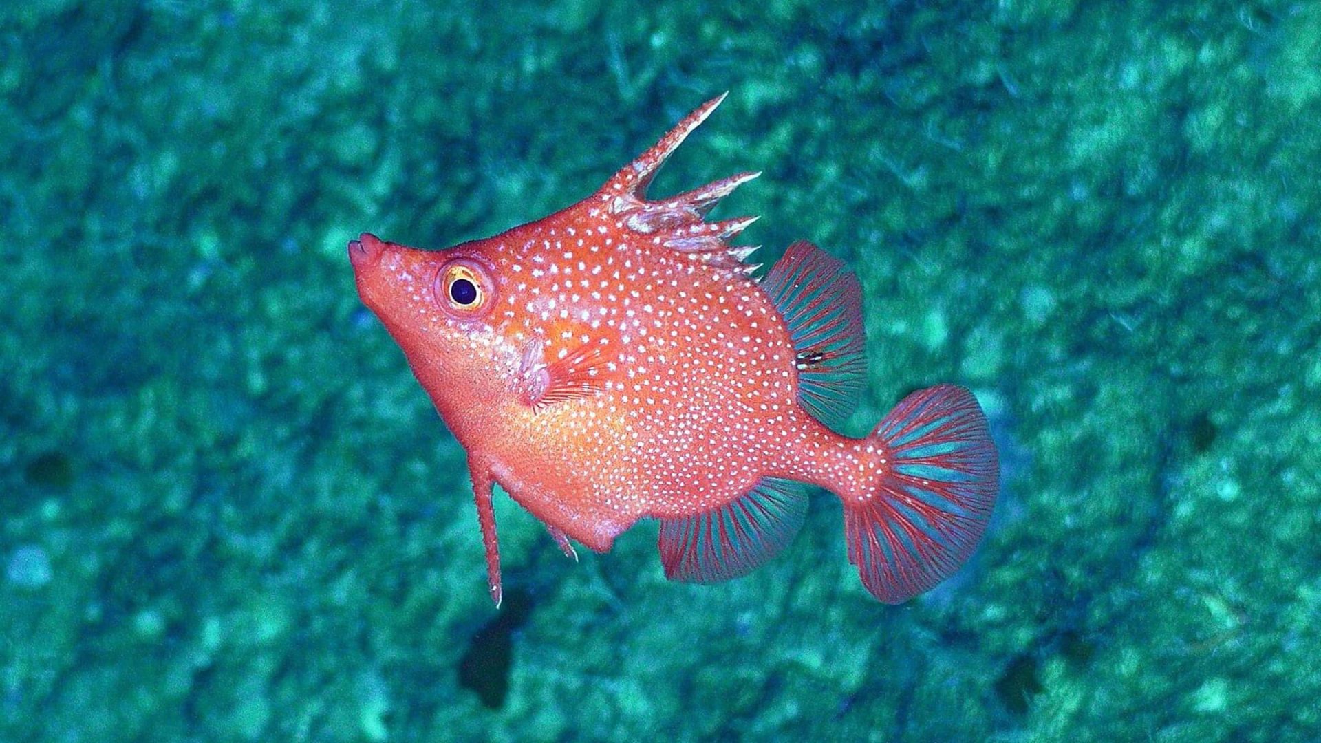 Remote at-sea science expedition reveals exciting new discoveries in ...