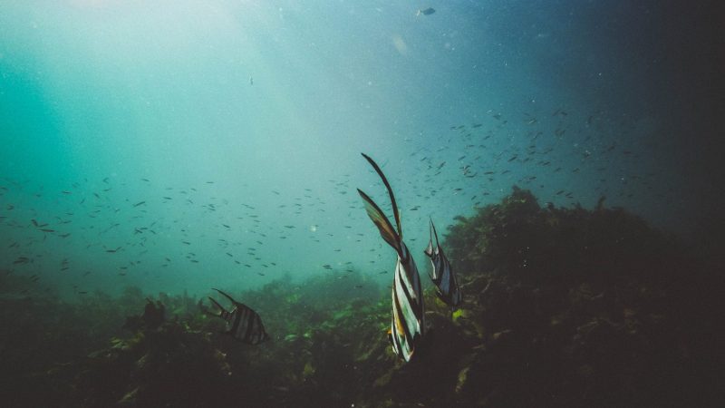 Seabed 2030 Project announces that nearly a fifth of the world's ocean ...