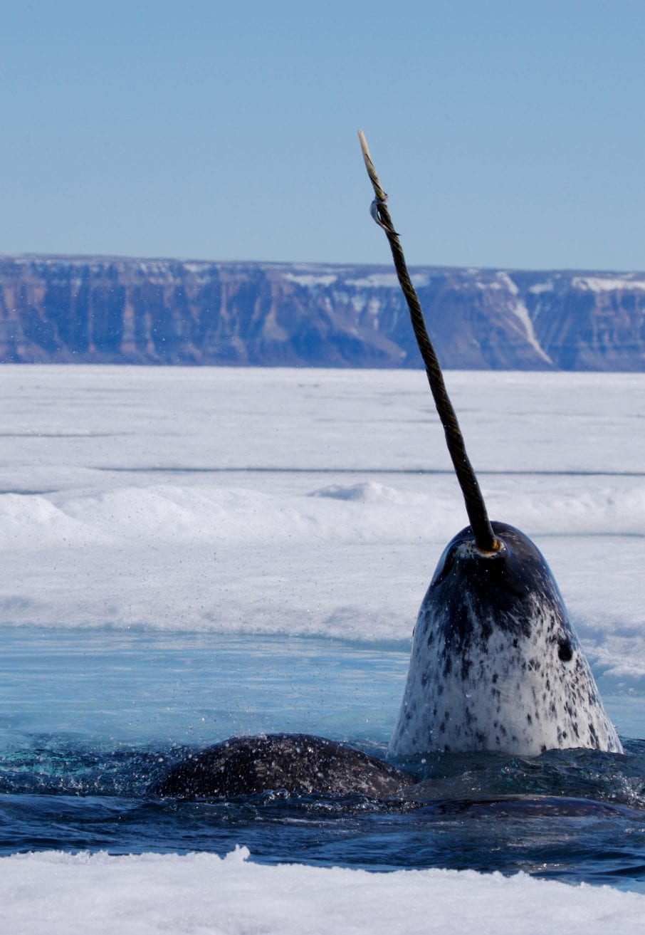 Narwhal camp: Conservation in the High Arctic - Oceanographic