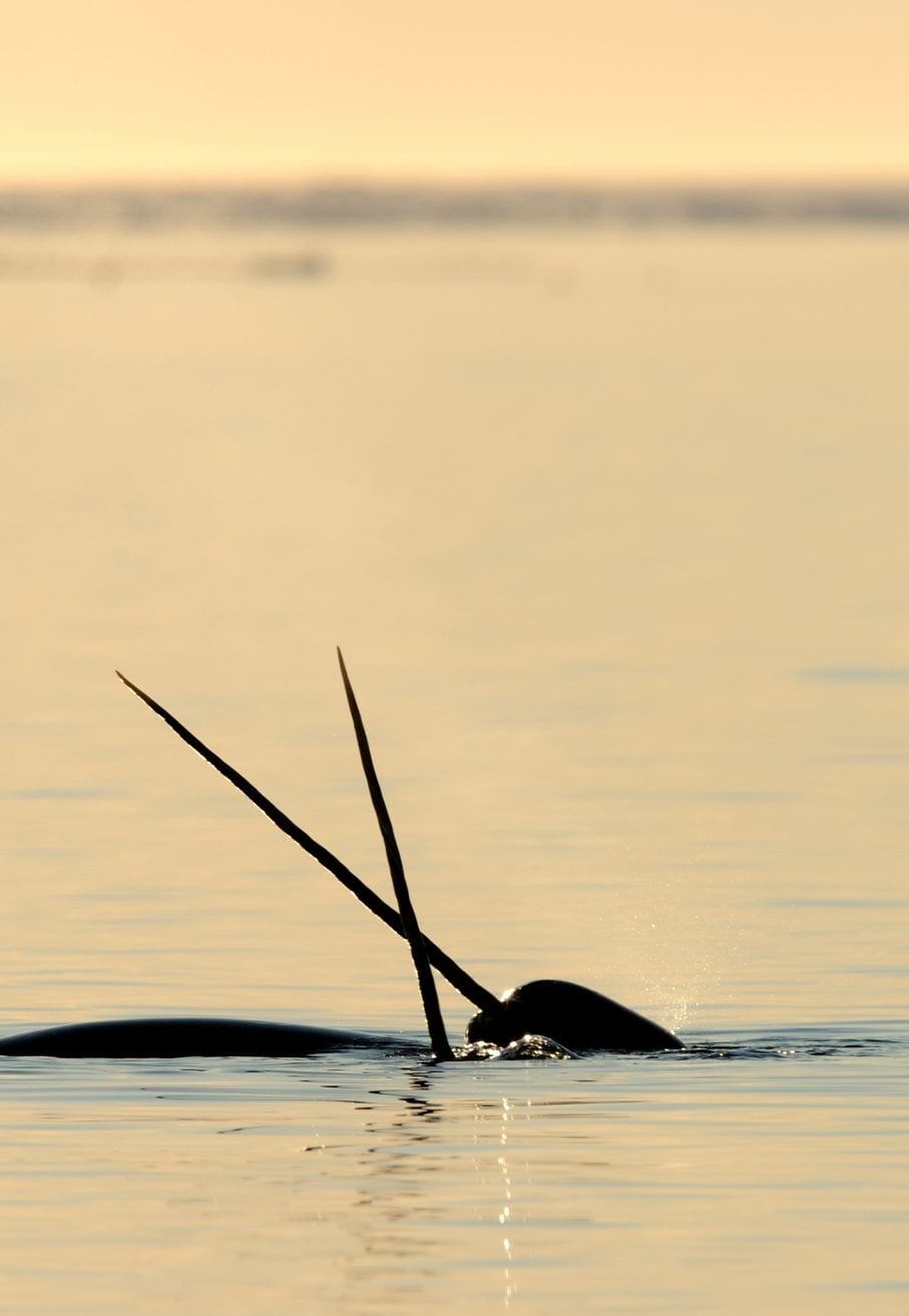 Narwhal camp: Conservation in the High Arctic - Oceanographic