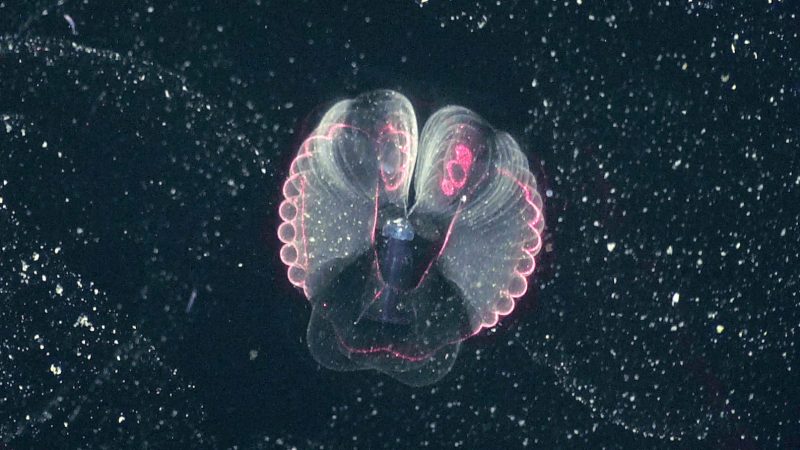 New laser system provides 3D reconstructions of live deep-sea ...