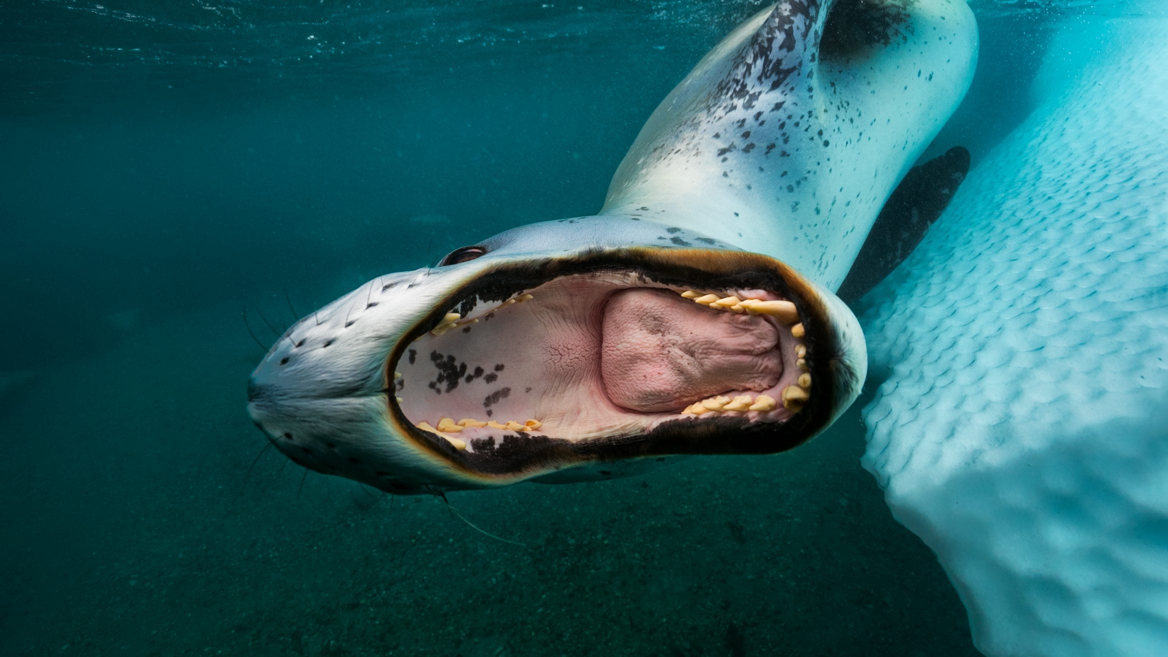 Born to ice: In conversation with Paul Nicklen - Oceanographic