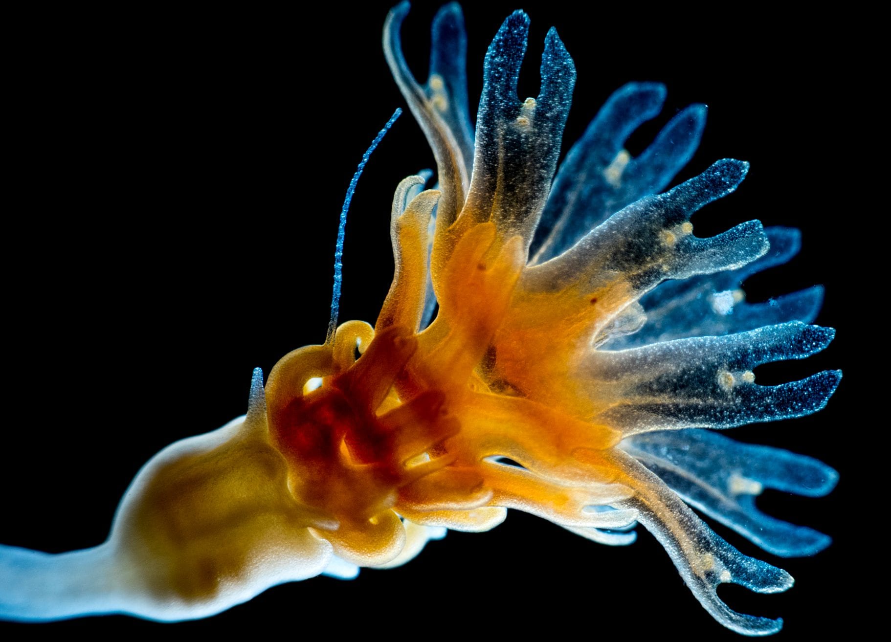 Birth of a jellyfish: Why blooms are on the increase in the ...