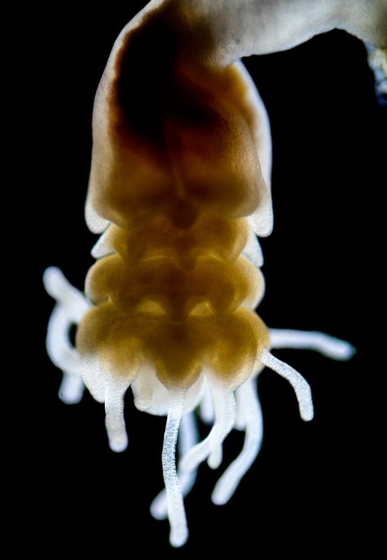 Birth of a jellyfish: Why blooms are on the increase in the ...