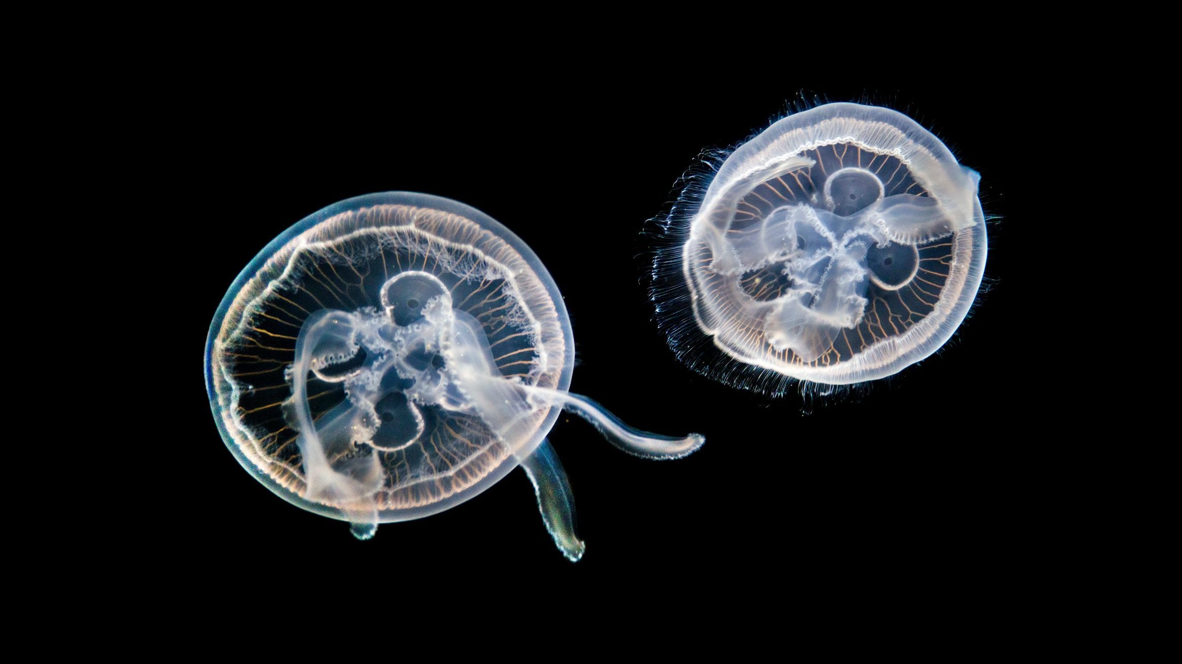 Birth of a jellyfish: Why blooms are on the increase in the ...