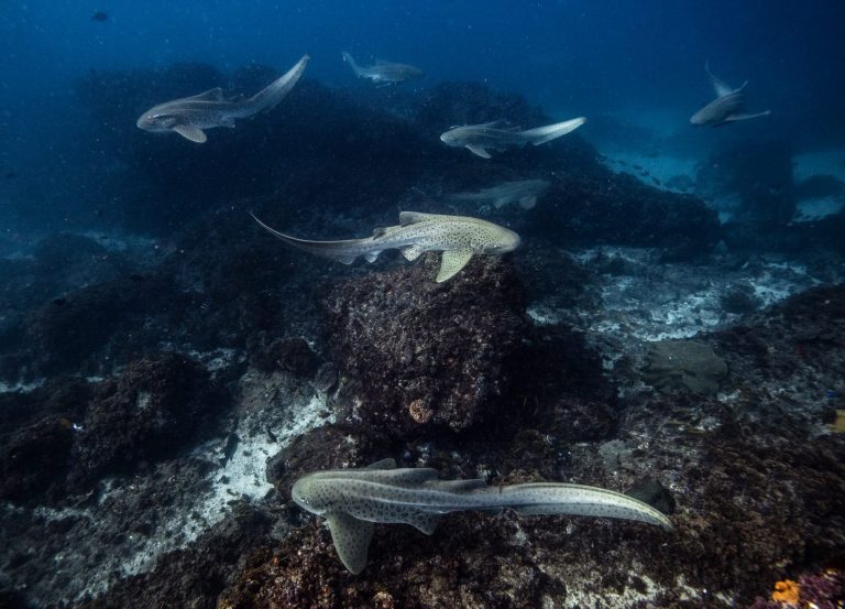 Spots and stripes: A closer look at leopard sharks - Oceanographic
