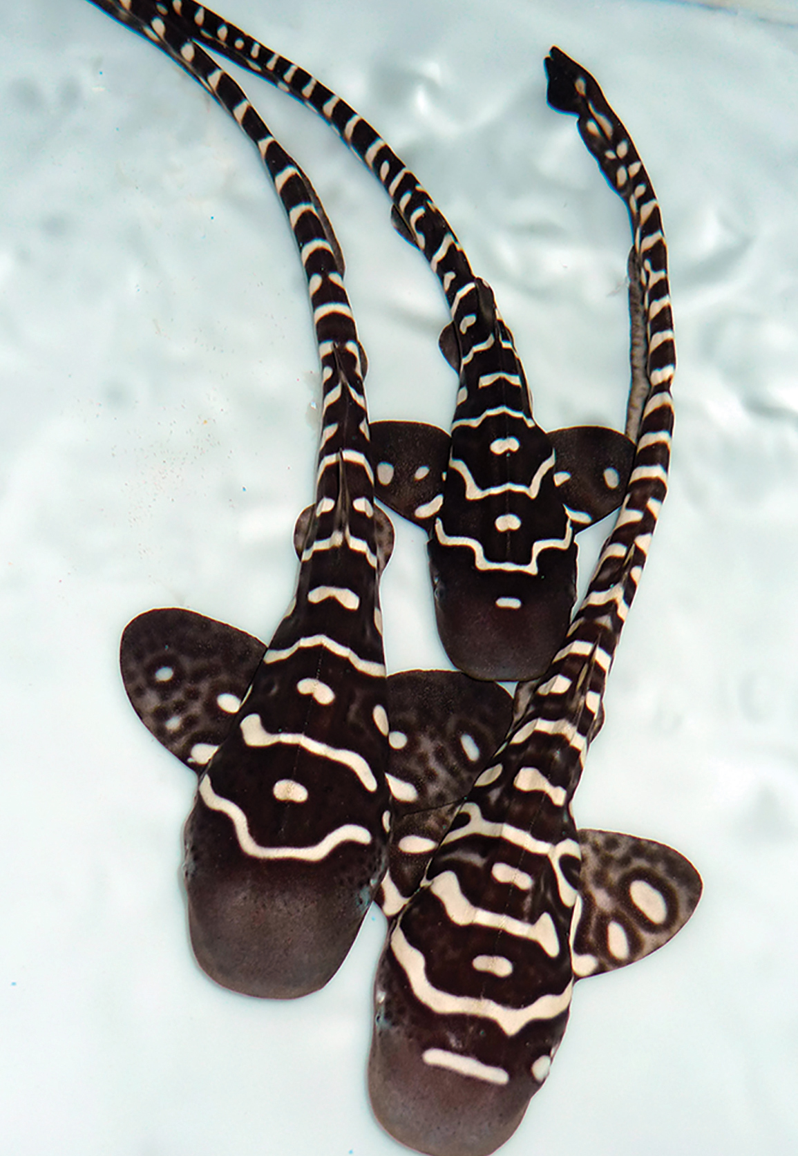 Spots and stripes: A closer look at leopard sharks - Oceanographic