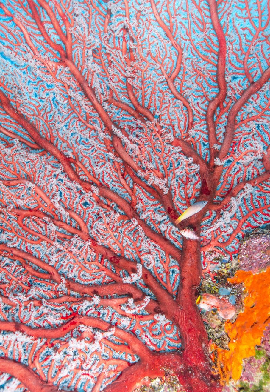 Patterns of nature: Shooting The Coral Triangle with Chris Leidy ...