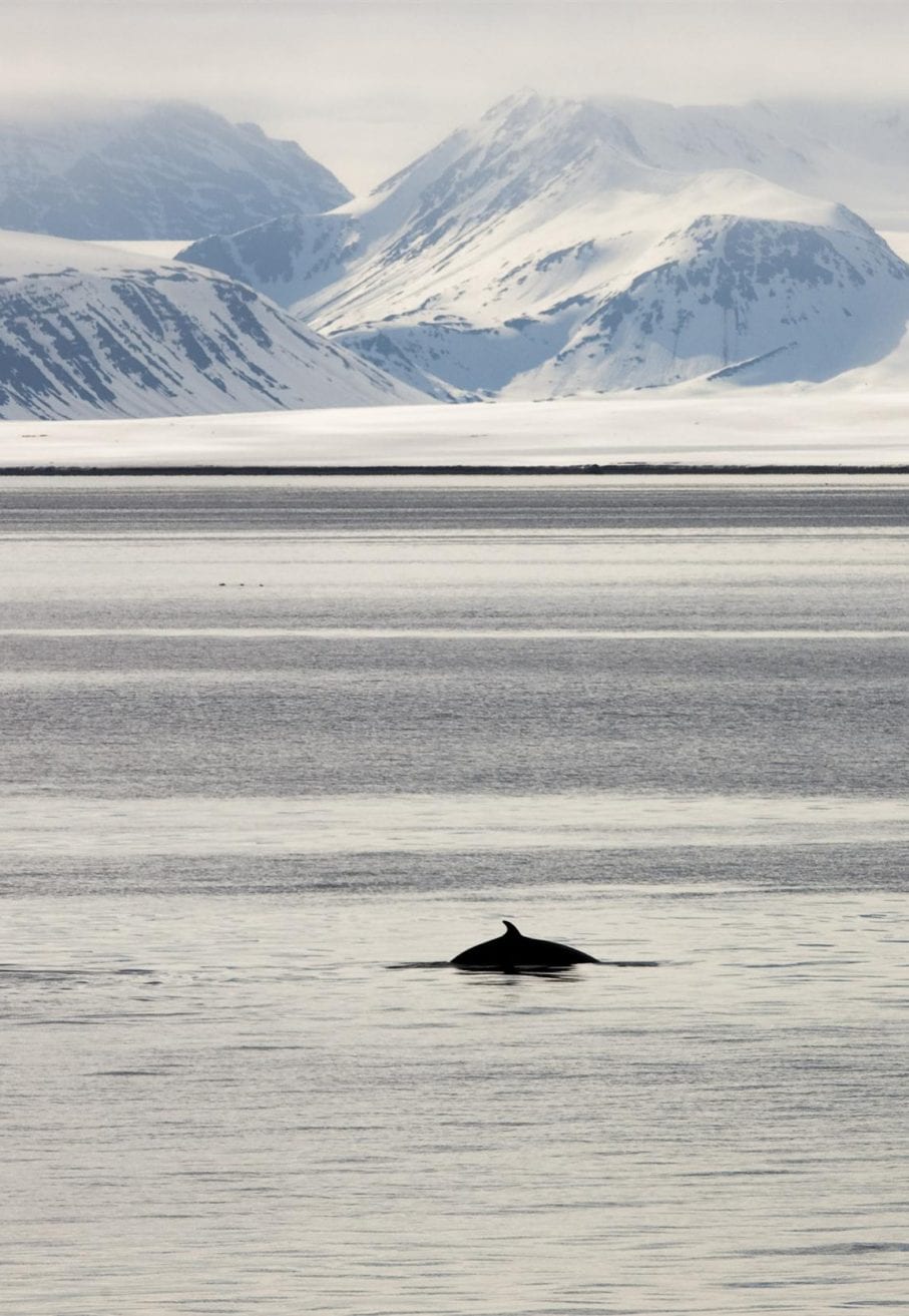 Inside the hunt - Oceanographic