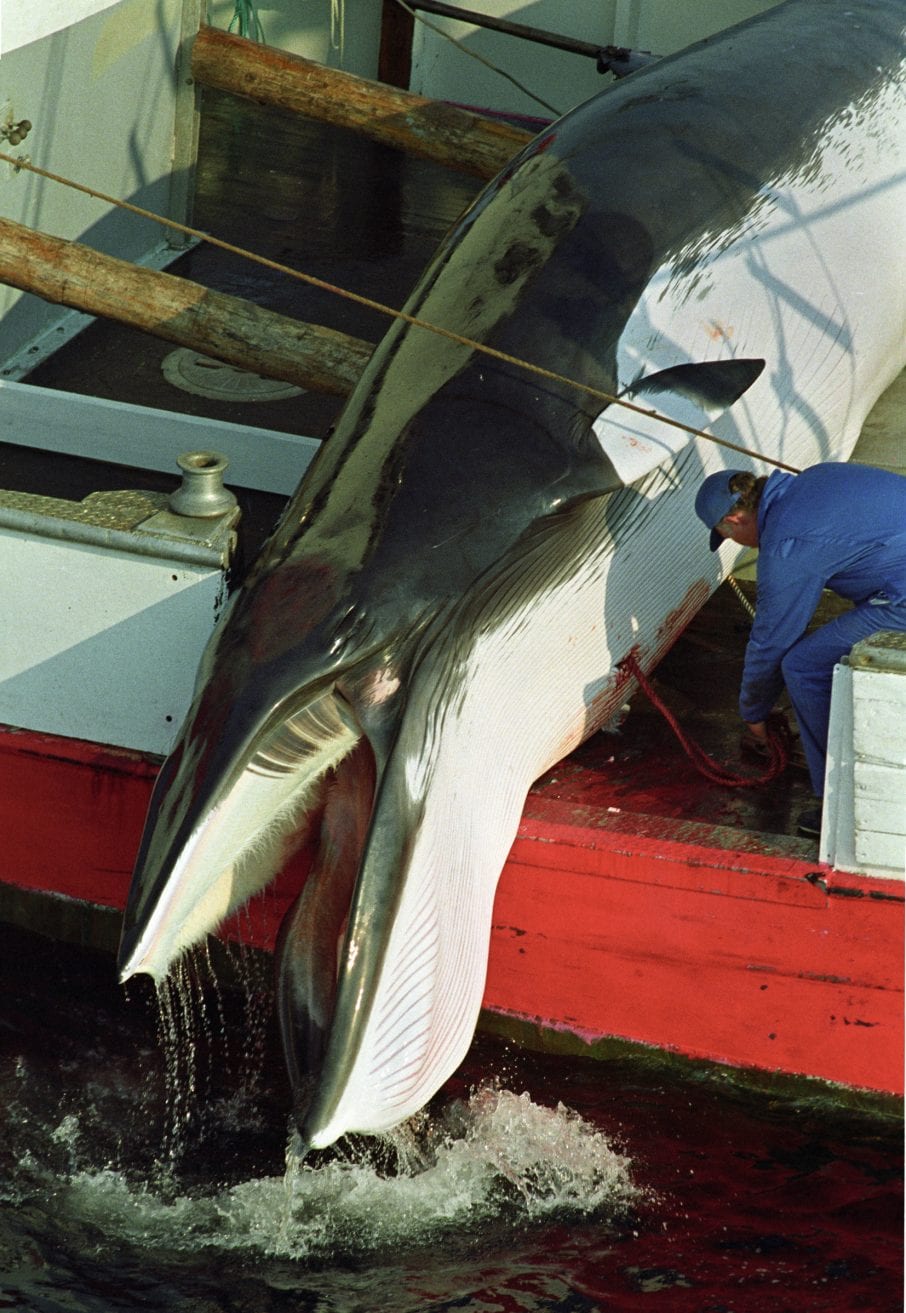 Inside the hunt - Oceanographic