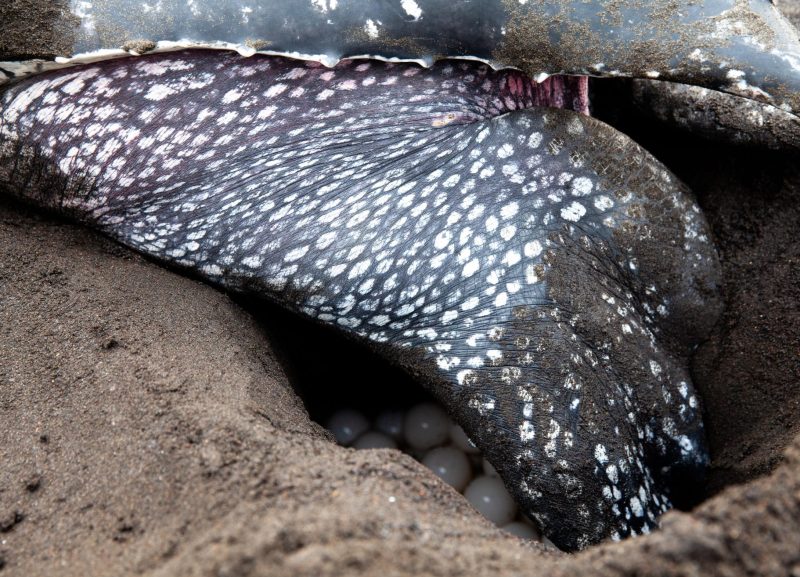Of land and sea: Protecting the East Pacific Leatherback turtle ...