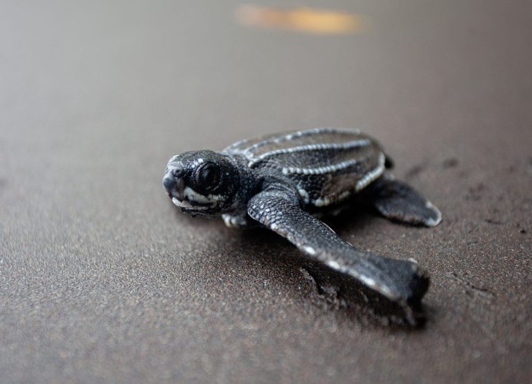 Of land and sea: Protecting the East Pacific Leatherback turtle ...
