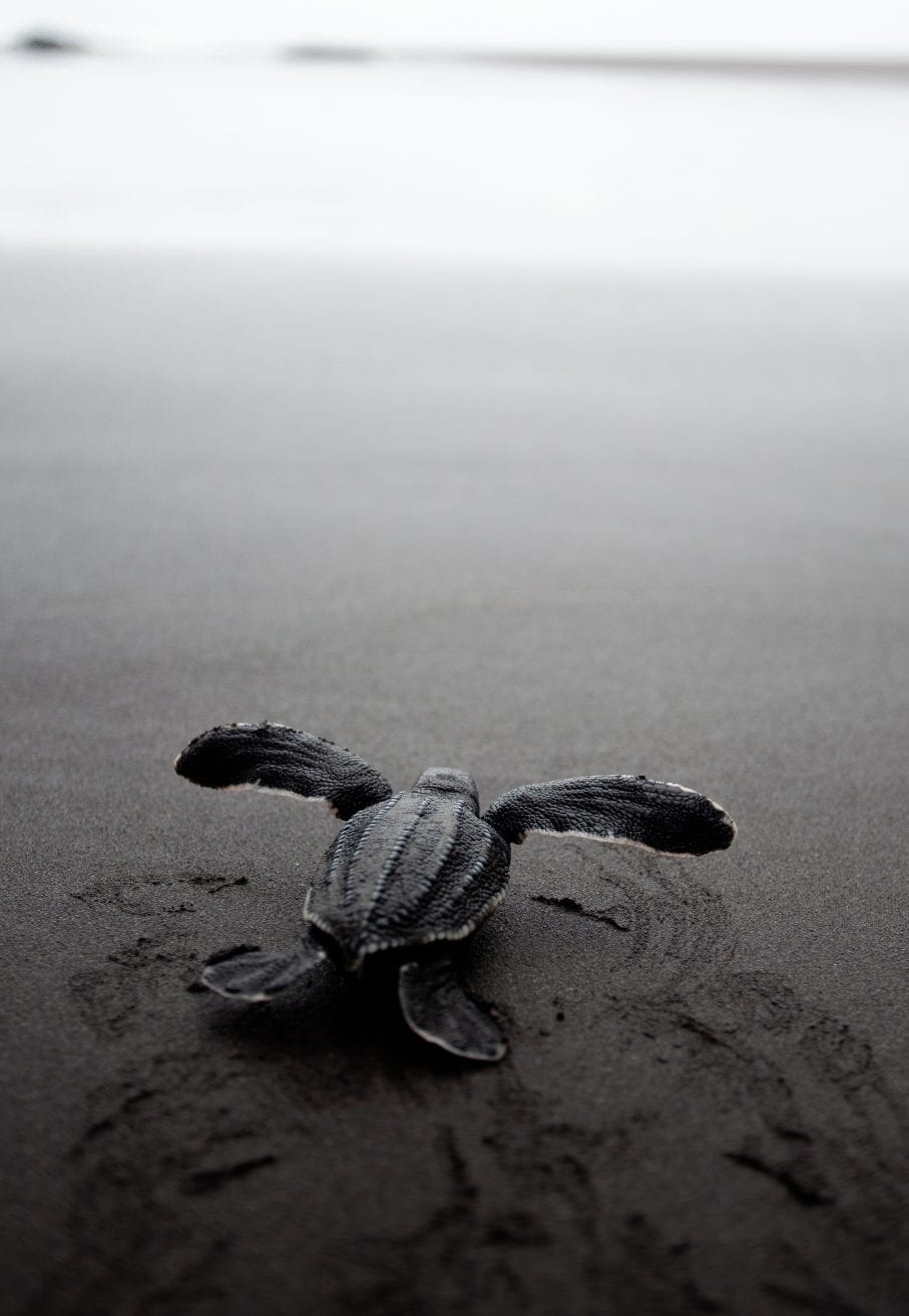 Of land and sea: Protecting the East Pacific Leatherback turtle ...