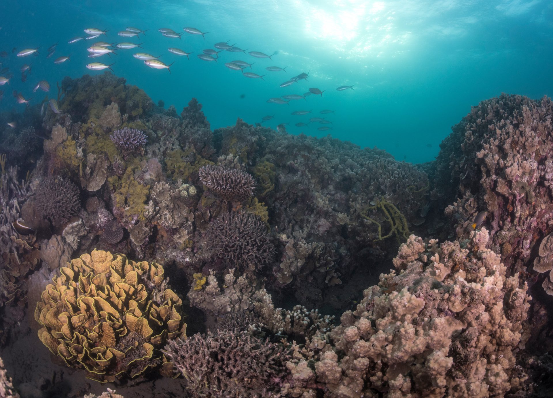 The Great Wall of Fiji: Expeditions to the island nation's barrier reef ...