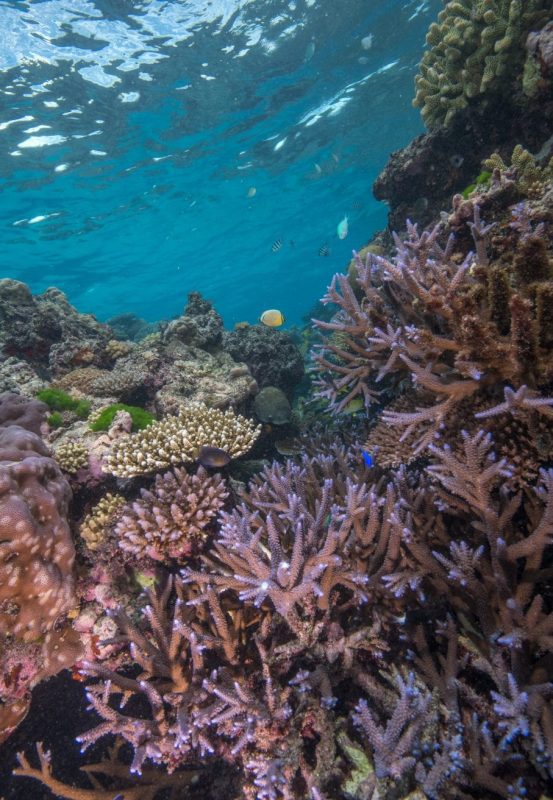 The Great Wall of Fiji: Expeditions to the island nation's barrier reef ...