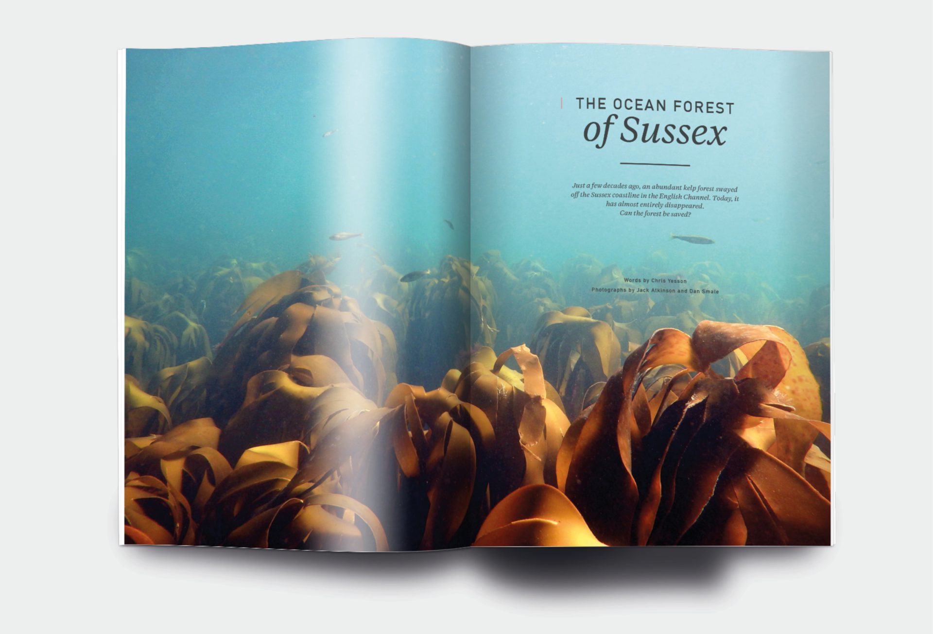 Issue Fifteen / Big Little Lives / Oceanographic Magazine