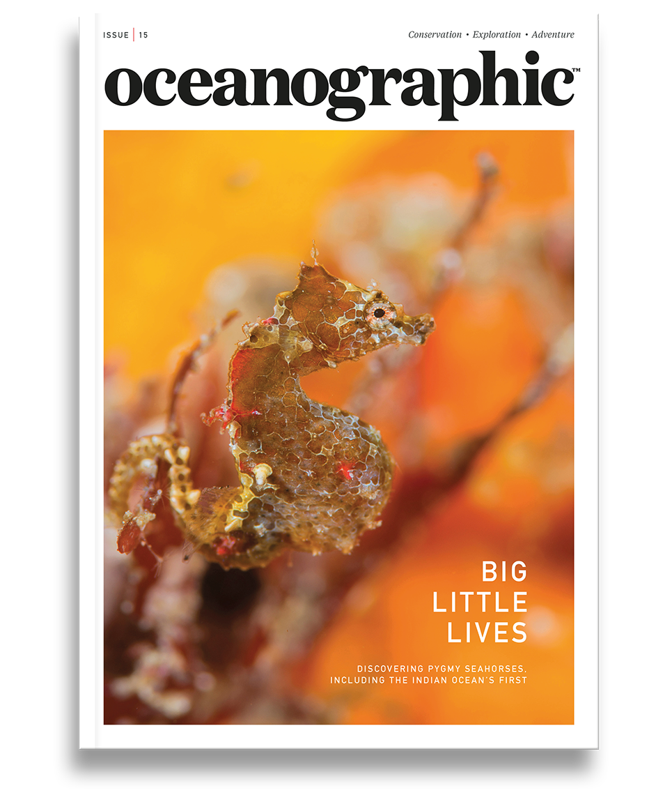 Issue Fifteen / Big Little Lives / Oceanographic Magazine