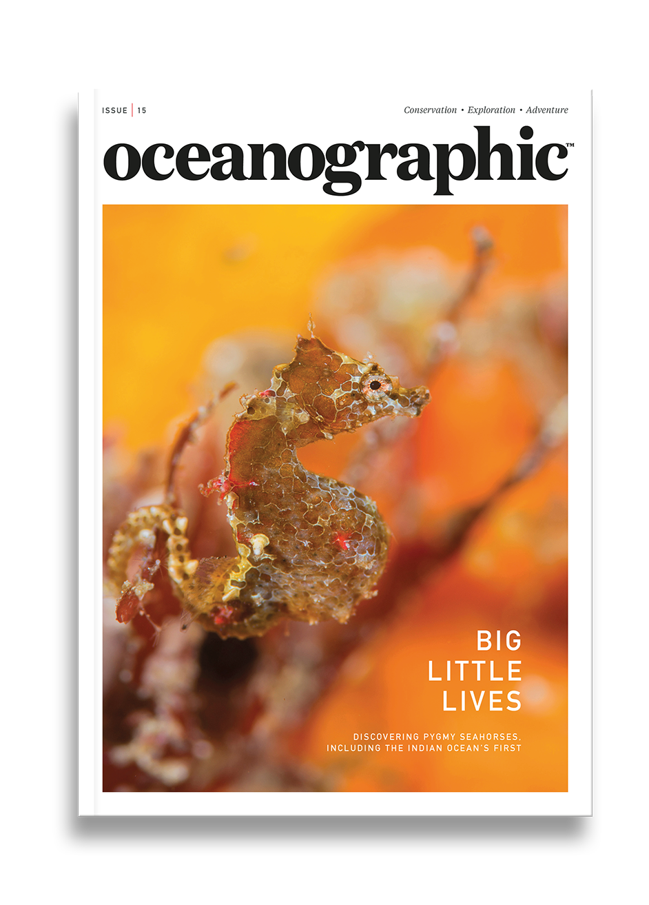 The ocean forest of Sussex - Oceanographic