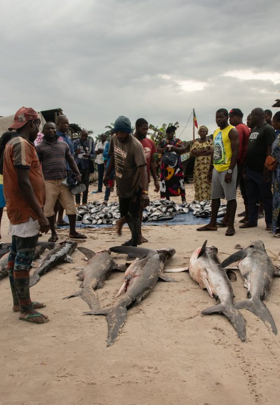 Murky waters: Investigating the artisanal shark trade in the Republic ...