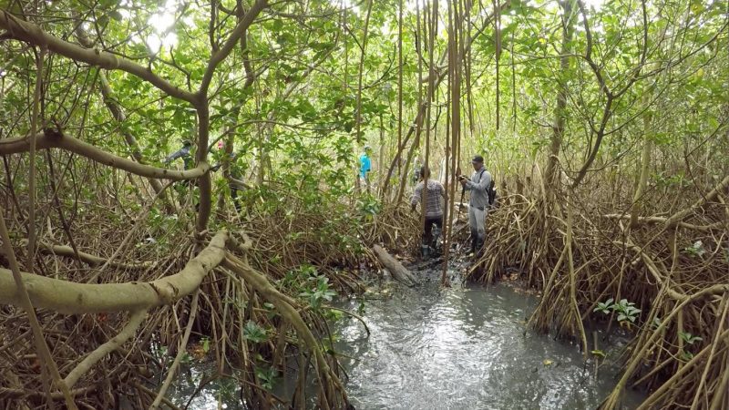 Mangroves along coastlines face 'triple threat', according to new ...