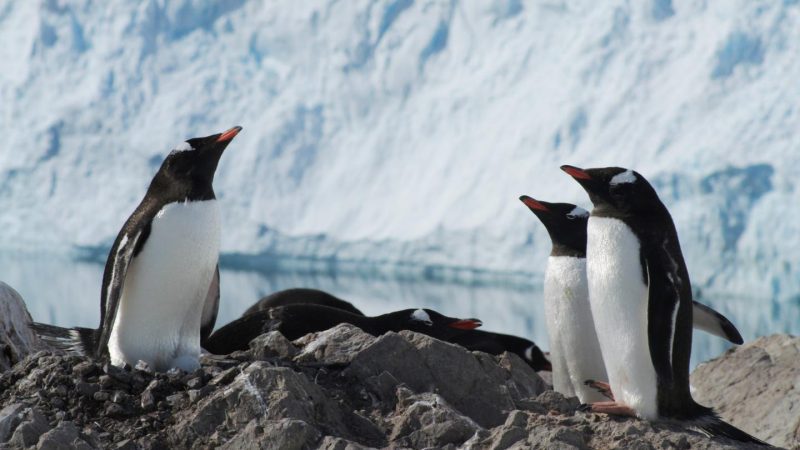 New research indicates that gentoo penguins are four species, not one ...