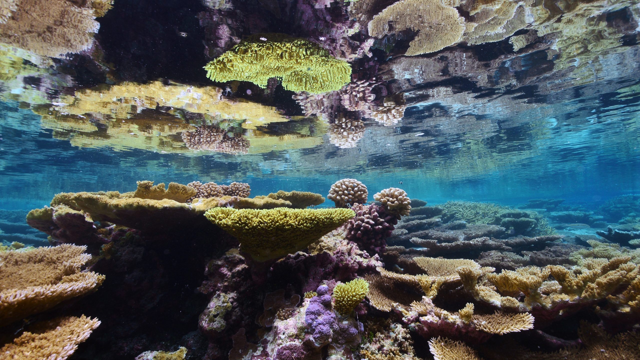 Ocean expanse: How satellite technology can show the benefits of large ...