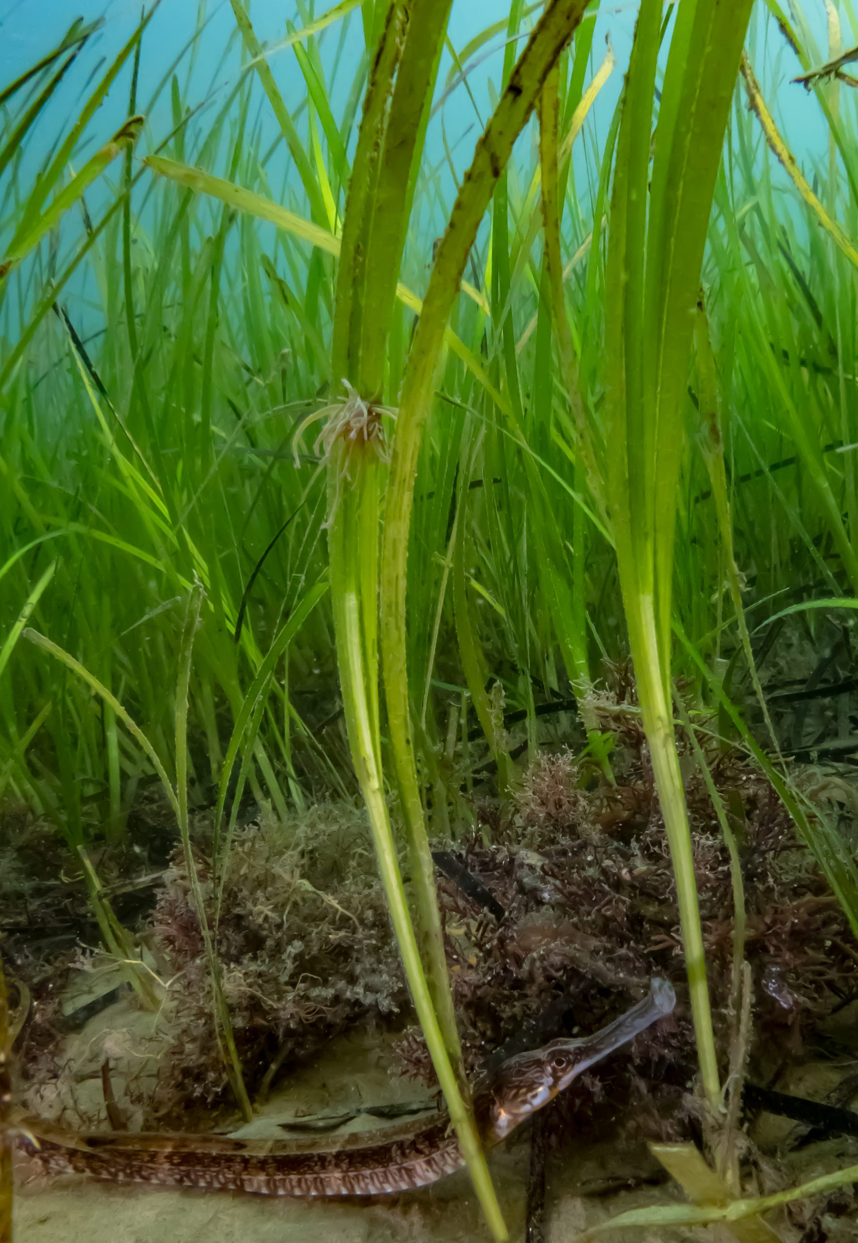 Gardens of Great Britain: Restoring UK seagrasses - Oceanographic