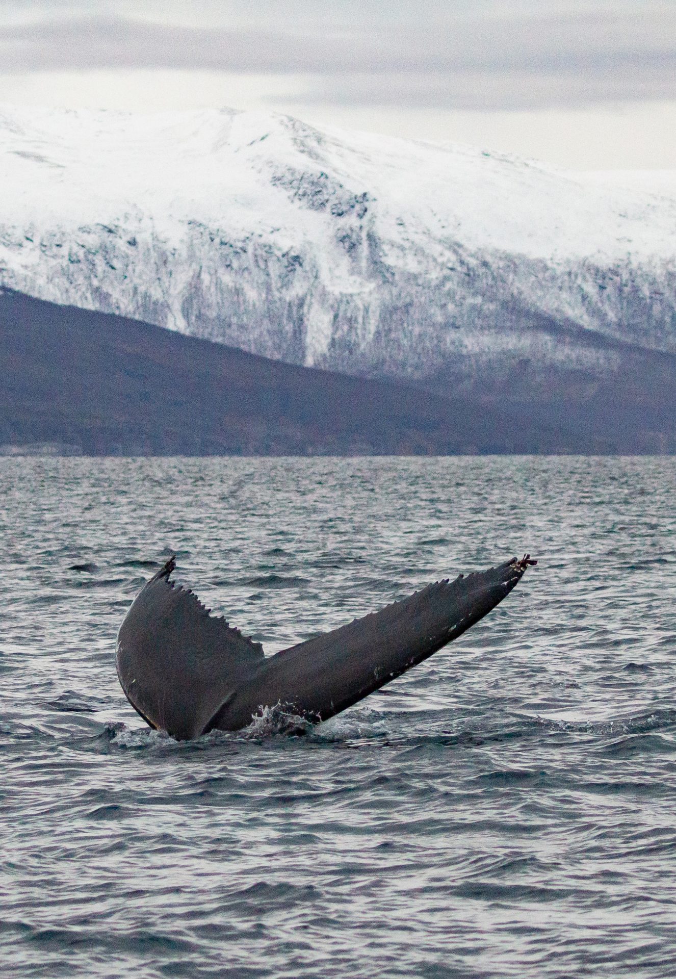 To witness a whale: Wildlife watching in 2020 - Oceanographic