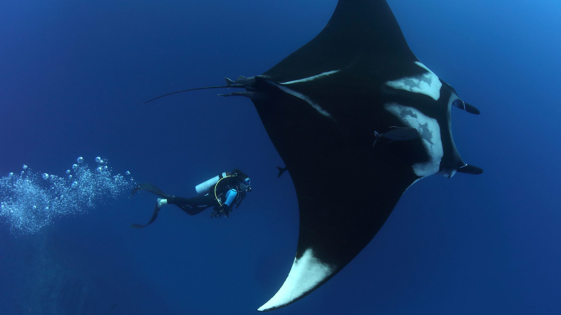 Giant manta becomes first manta ray to be listed as an endangered ...