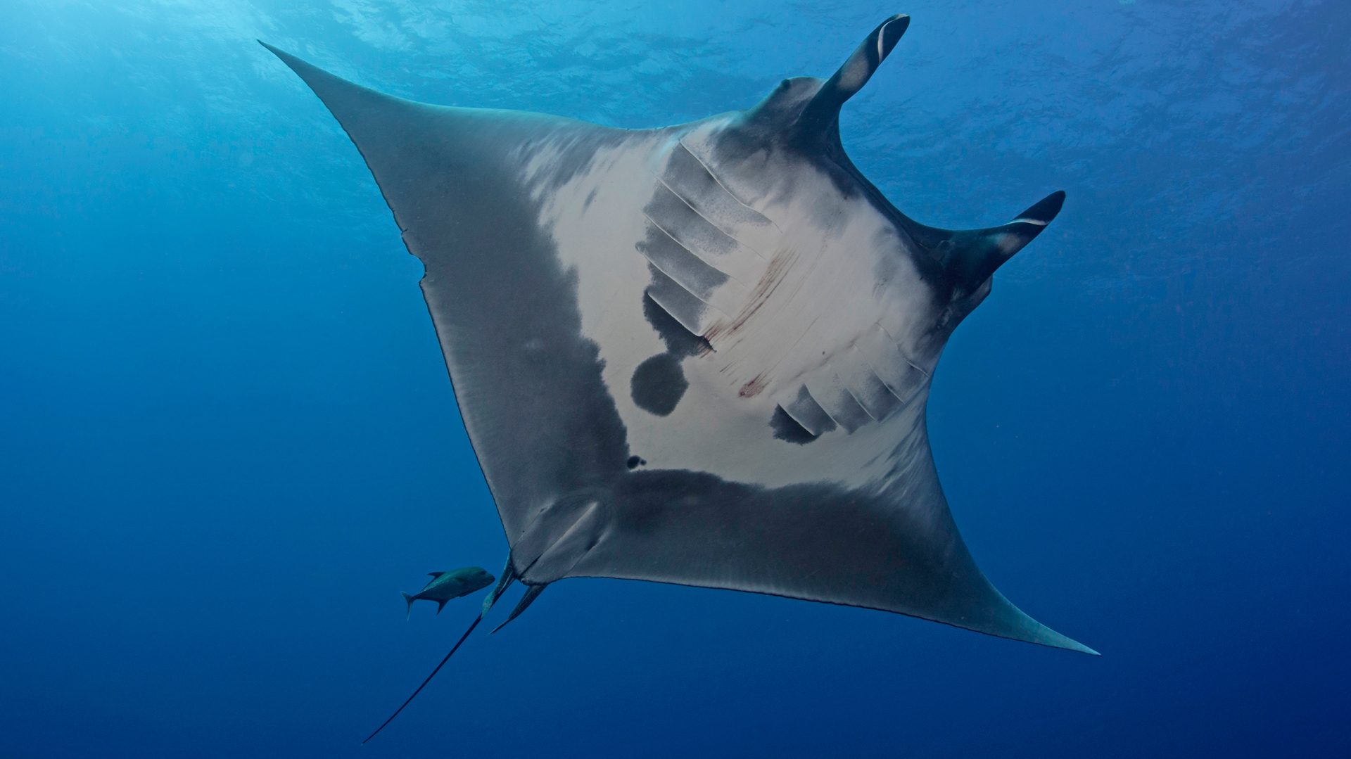 Giant manta becomes first manta ray to be listed as an endangered ...