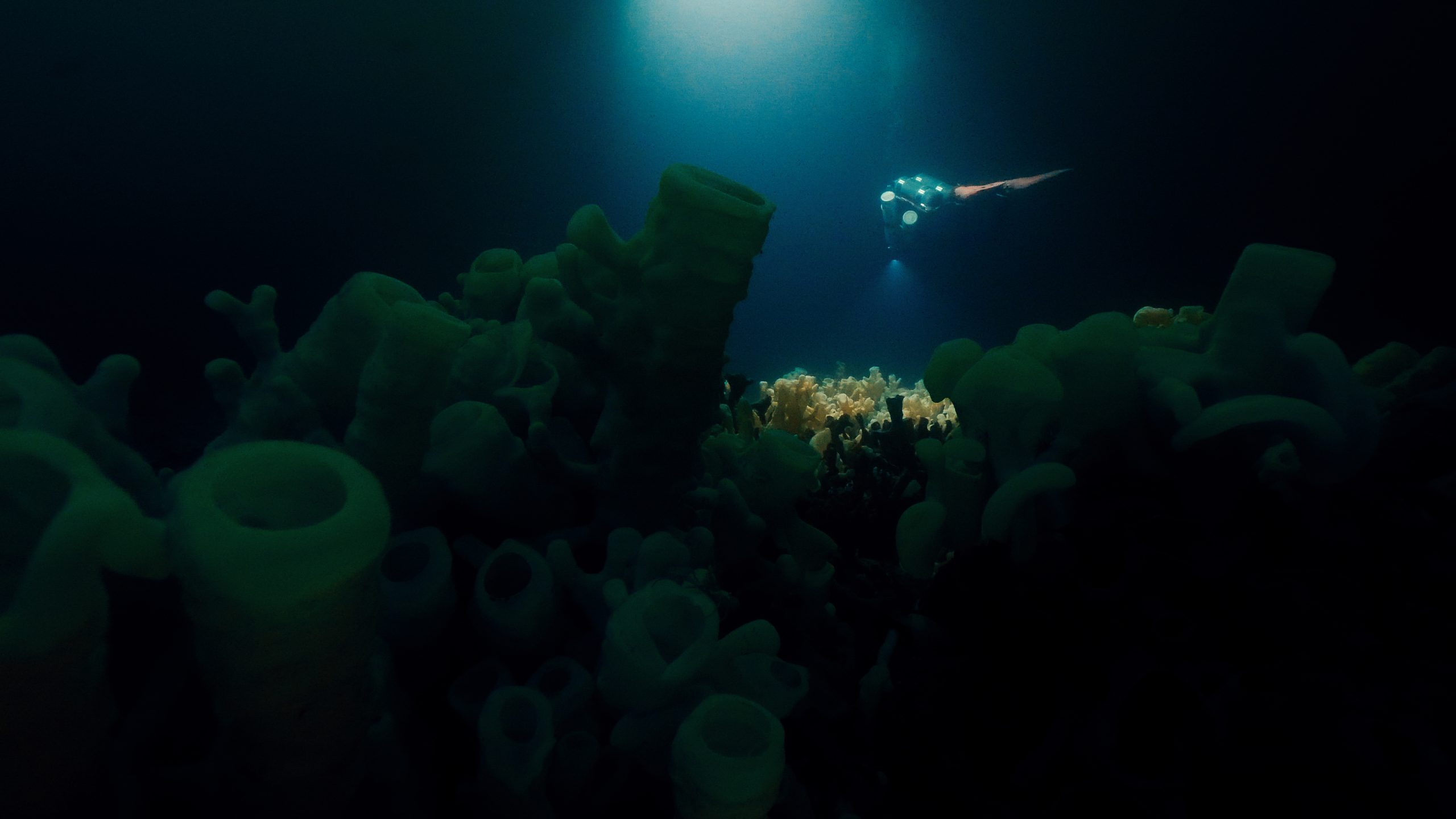 Moonless Oasis: The glass sponge reefs of Howe Sound - Oceanographic