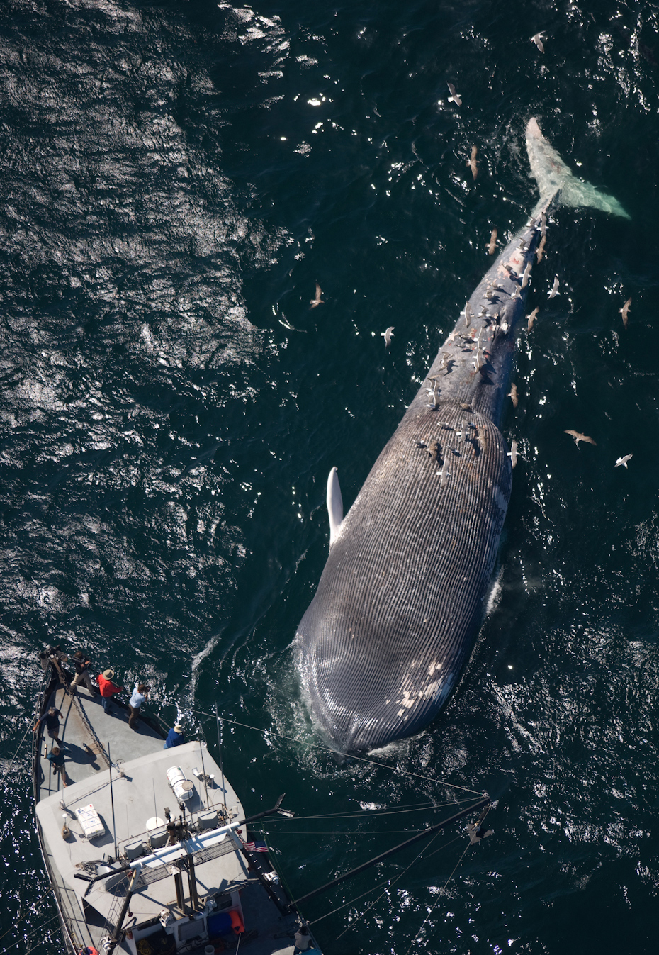 Changing lanes: Preventing collisions with Whale Safe - Oceanographic