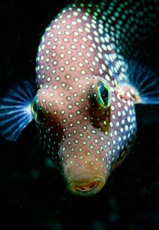 Coral city: The Pocillopora fields of Jalisco - Oceanographic