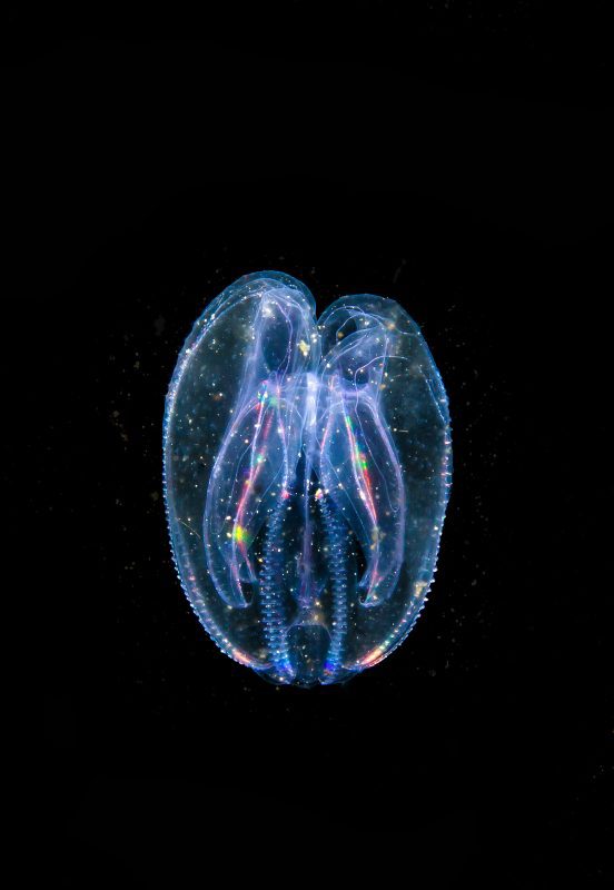 Coral city: The Pocillopora fields of Jalisco - Oceanographic