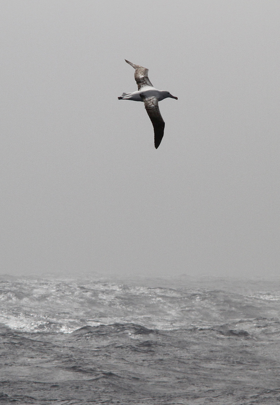 Flying with the albatross - Oceanographic