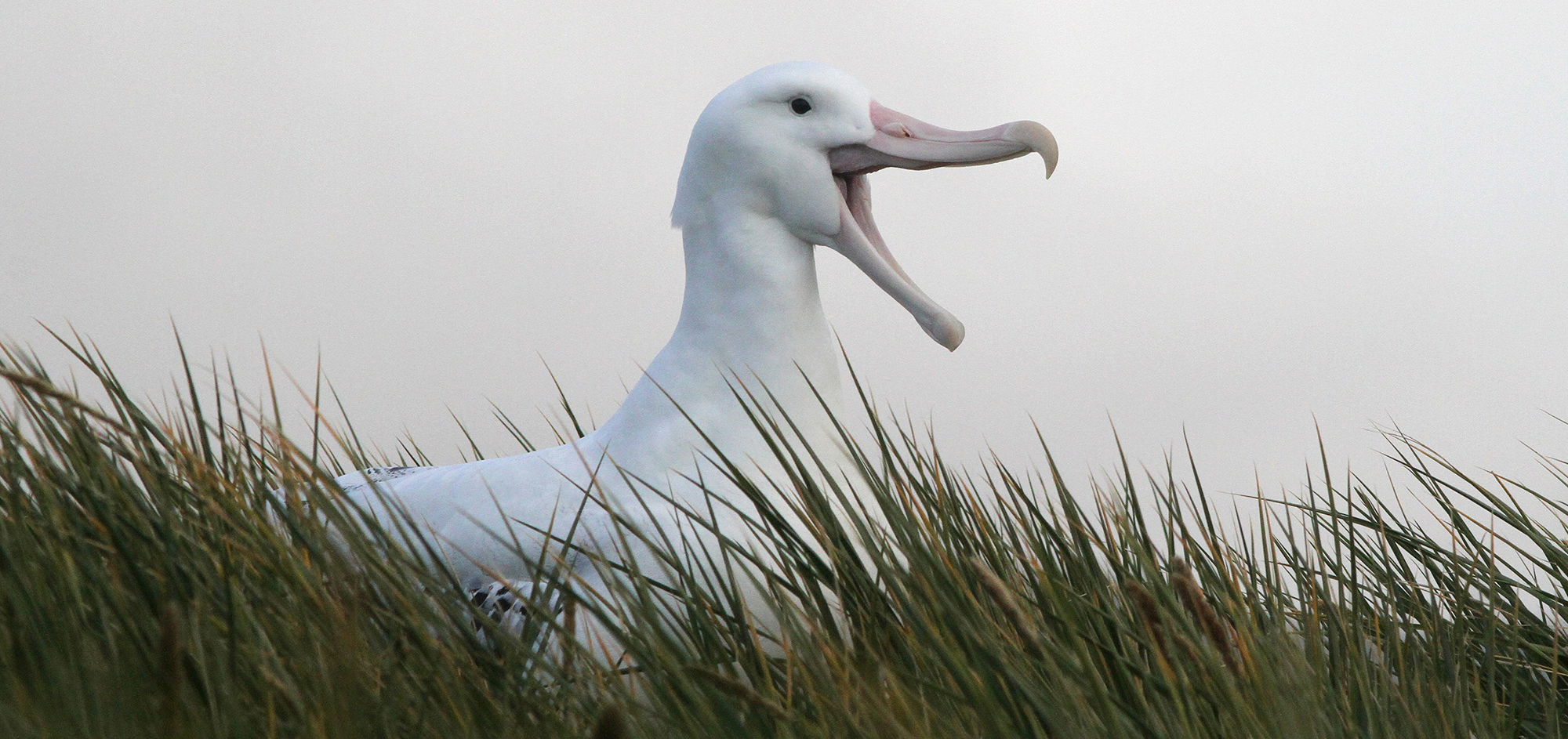 Flying with the albatross - Oceanographic