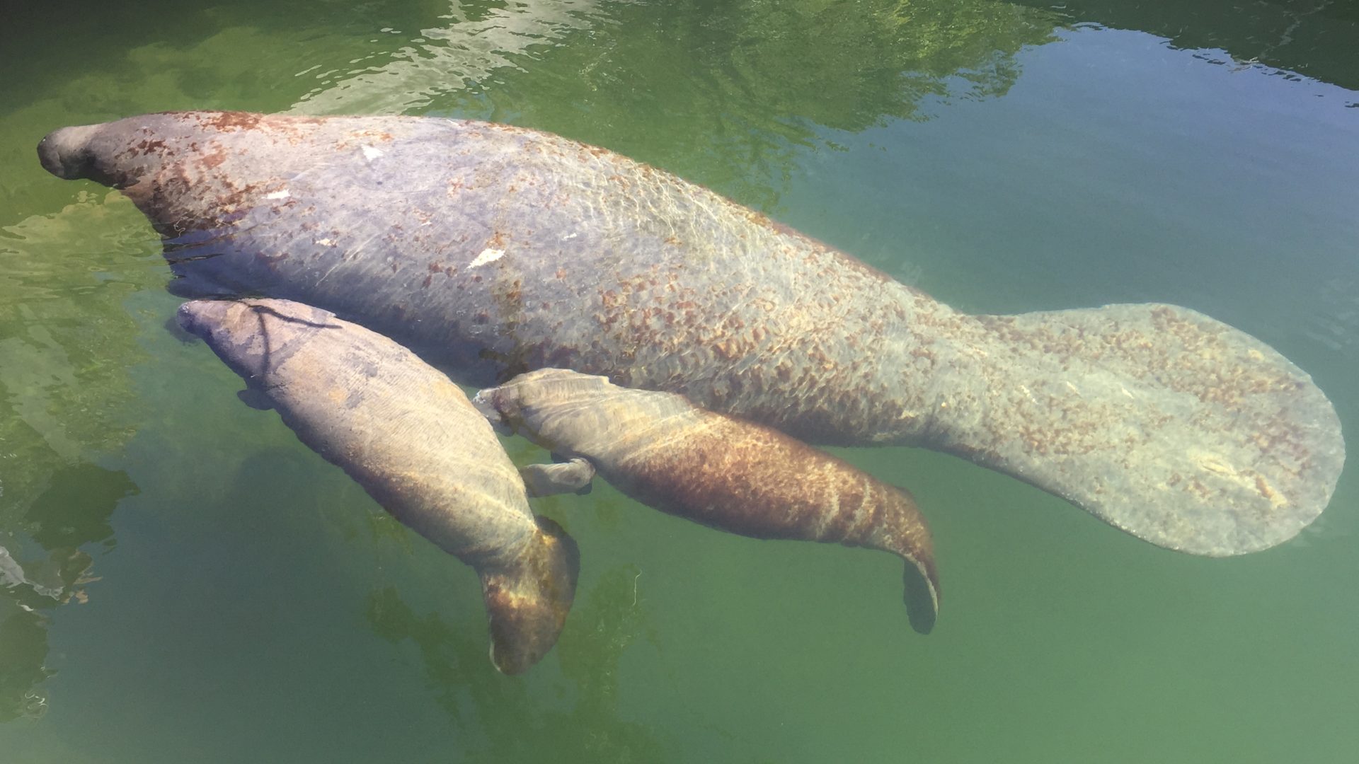 Over 300 Florida manatees dead in first six weeks of 2021 - Oceanographic