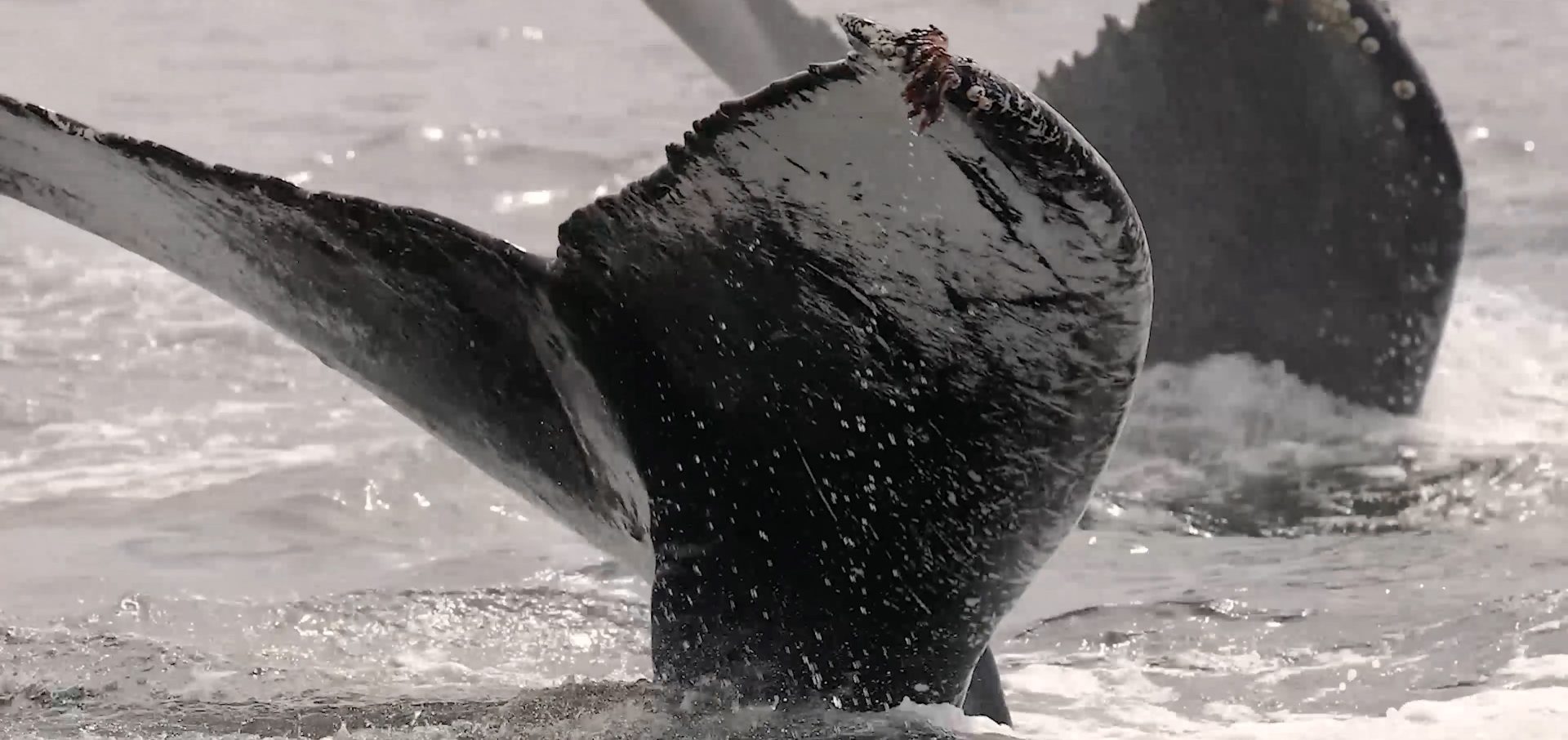 On the line: The fight to save New England's North Atlantic right whales