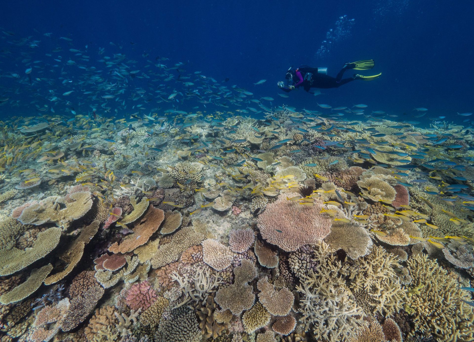 Coral community: Conducting the Great Reef Census - Oceanographic