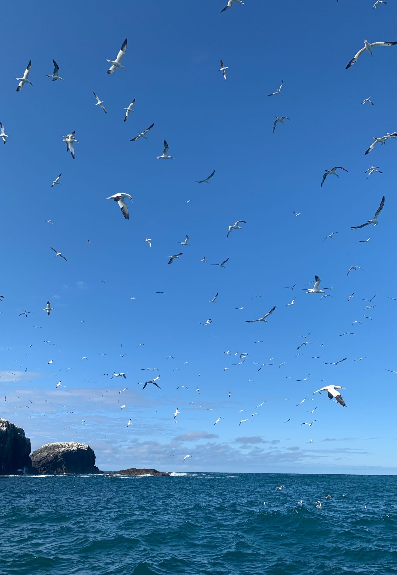 Celtic Deep: Adventures in the vibrant waters of the Celtic Sea ...