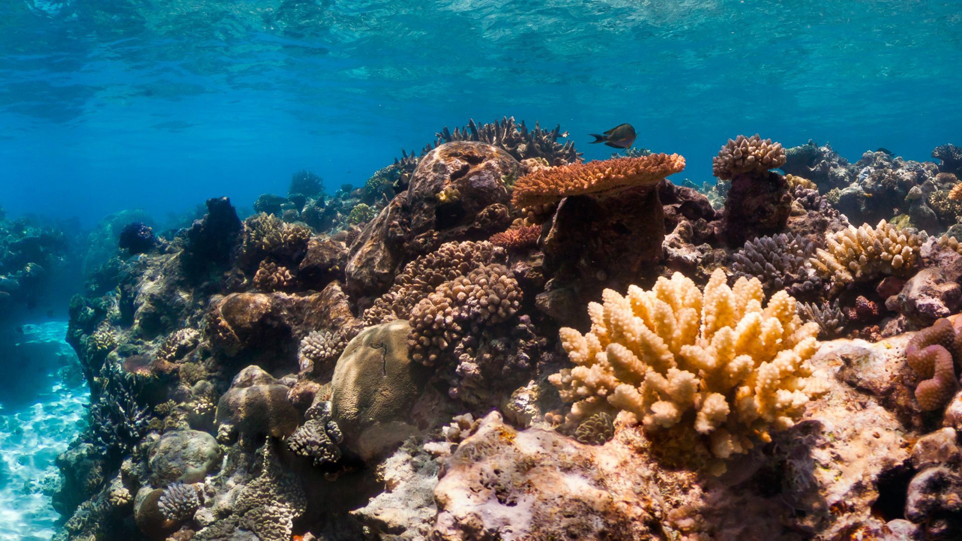 Scientists highlight impact of sunscreen on coral reefs - Oceanographic