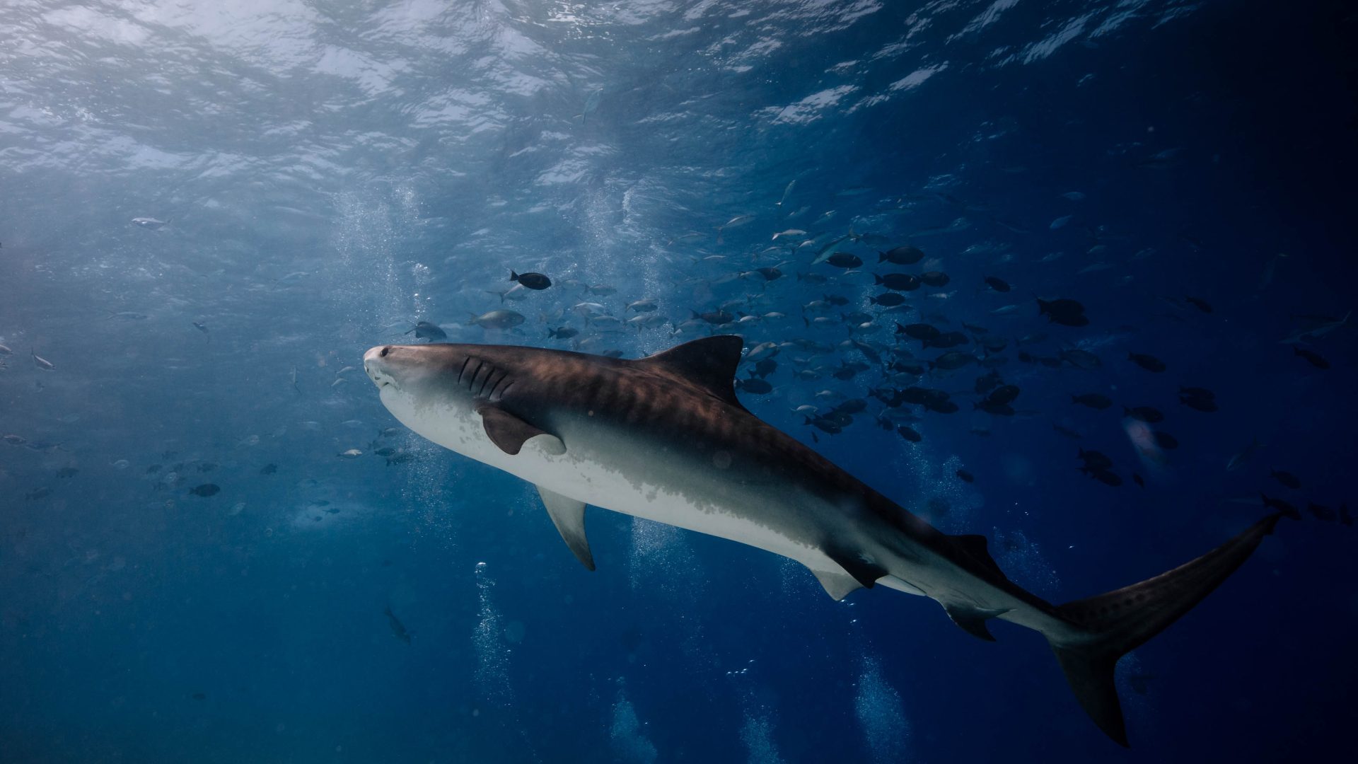 Maldives announces plans to lift ban on shark fishing
