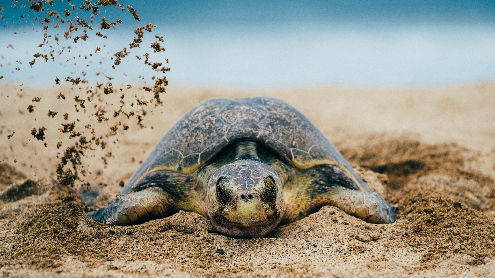 Tipping the balance: COVID-19 and turtle conservation – Oceanographic