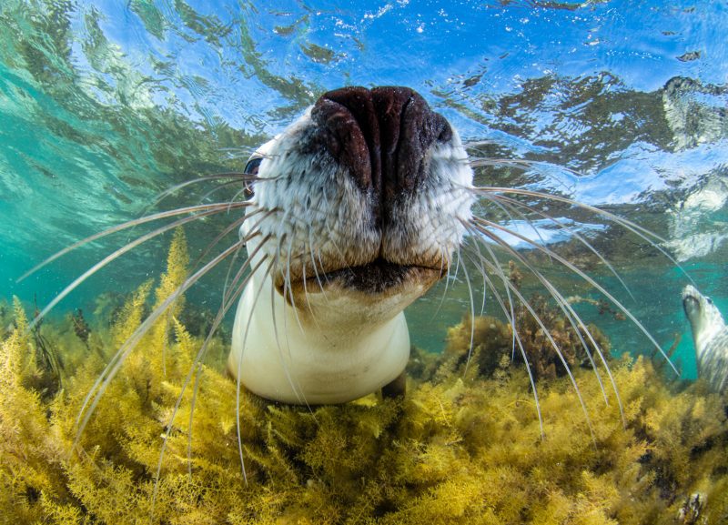 Protecting pinnipeds: In conversation with Celia Kujala - Oceanographic