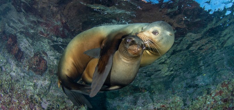 Protecting pinnipeds: In conversation with Celia Kujala - Oceanographic