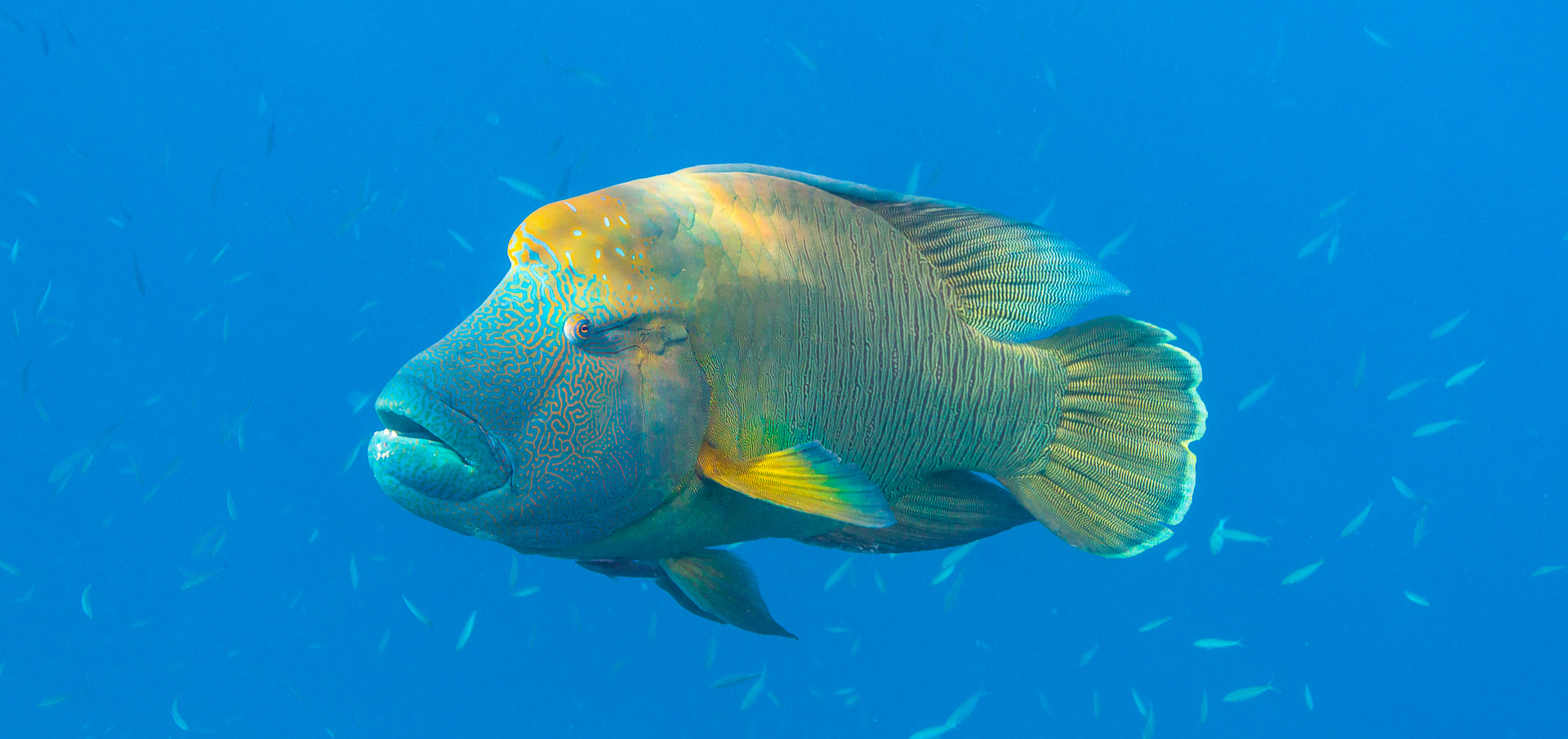 Chaos and beauty: In conservation with Todd Thimios - Oceanographic