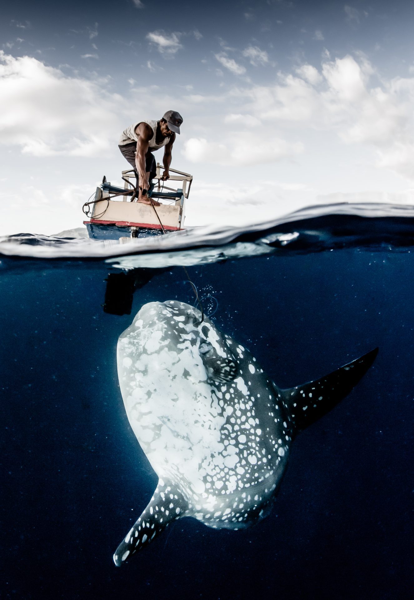 In search of solutions: Protecting both thresher sharks and coastal ...